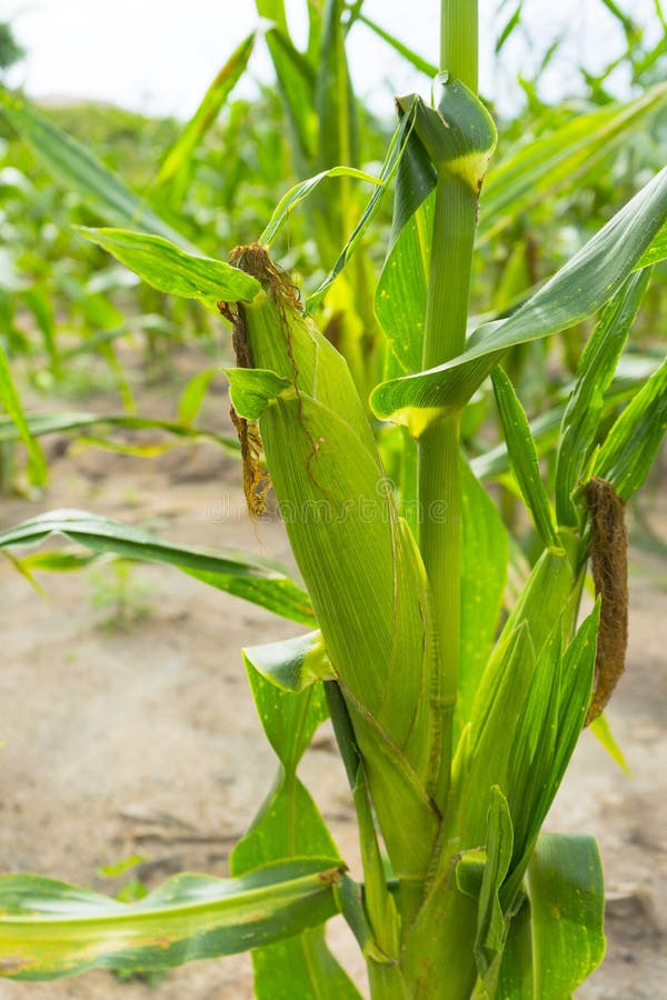 Corn Tree and Leaves in Farm Stock Photo - Image of decor, farm: 123613344