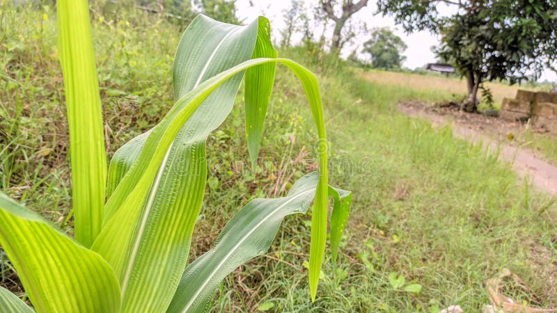 Corn Tree Leaves in Front of the House Stock Image - Image of tree ...
