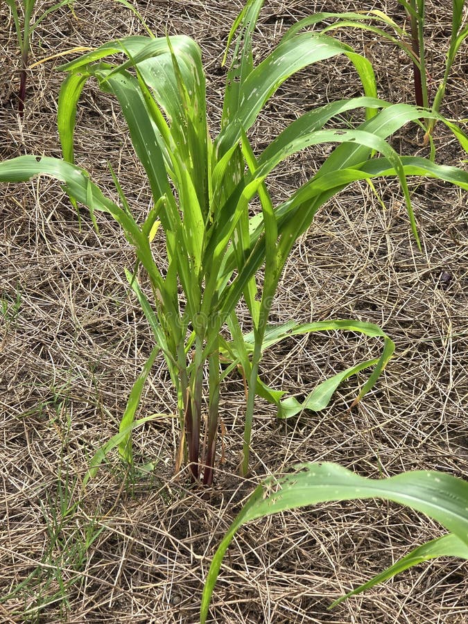 Corn tree in nature garden stock image. Image of harvest - 348041451