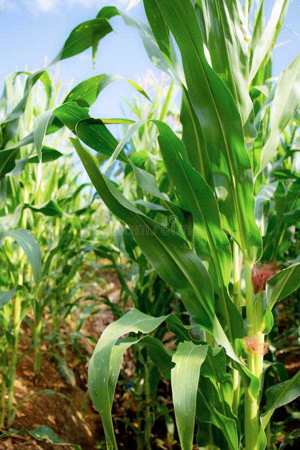 Corn tree on plantation stock image. Image of biological - 184944089