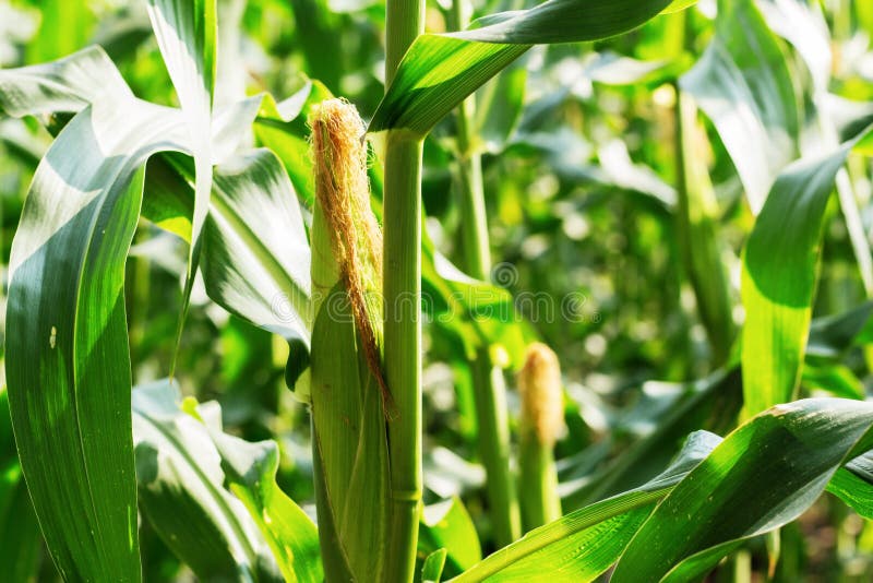 Corn on Tree with Sunlight. Stock Image - Image of corn, growing: 112448279