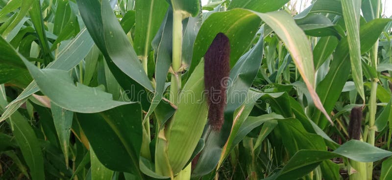 Corn tree ready to harvest stock image. Image of tree - 196406593