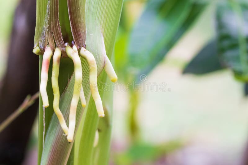 Corn tree Roots stock photo. Image of summer, crop, vertical - 195717734