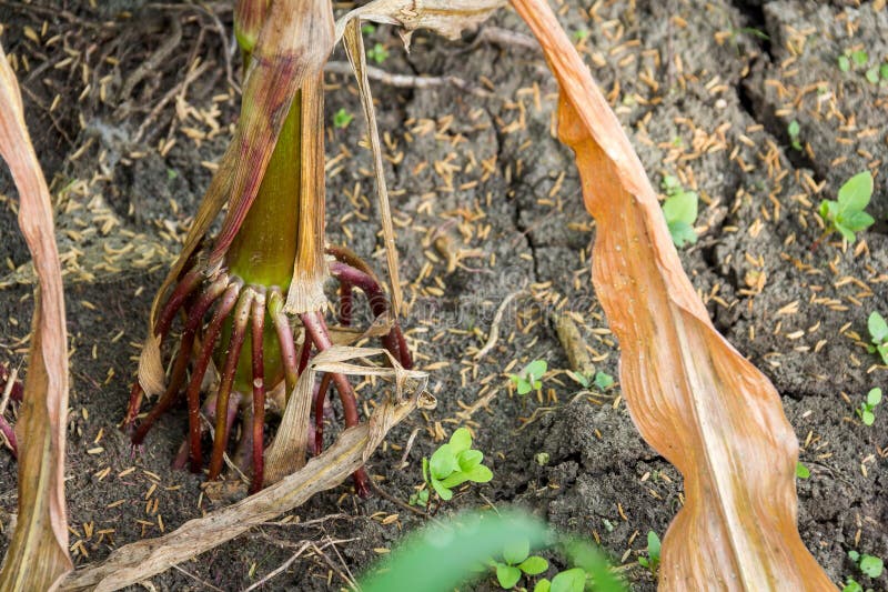 Corn tree Roots stock image. Image of cornfield, country - 358068005