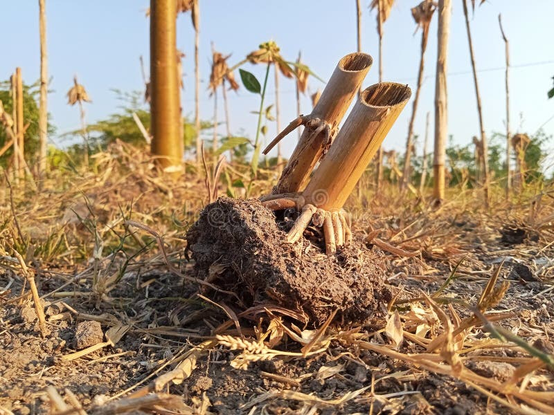 Cut Corn Stumps Stock Photos - Free & Royalty-Free Stock Photos from ...