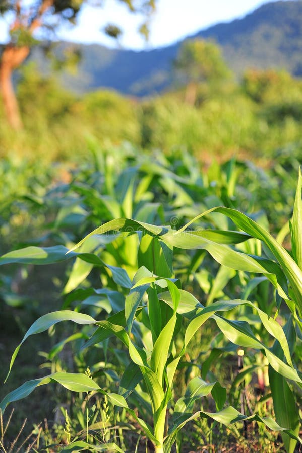 Corn tree stock image. Image of rays, ancient, garden - 60205971