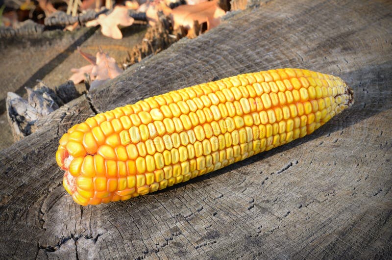 Corn on the tree trunk stock image. Image of agriculture - 35035419