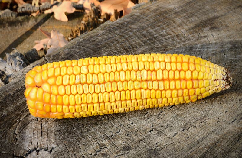 Corn on the tree trunk stock image. Image of natural - 35035421
