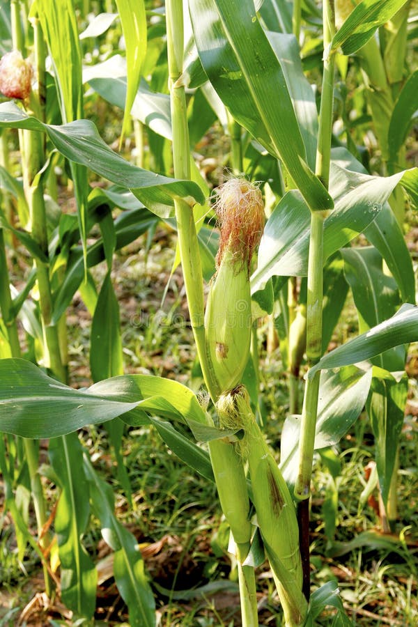 Big tree stock photo. Image of branch, settle, leaf, firewood - 81630062
