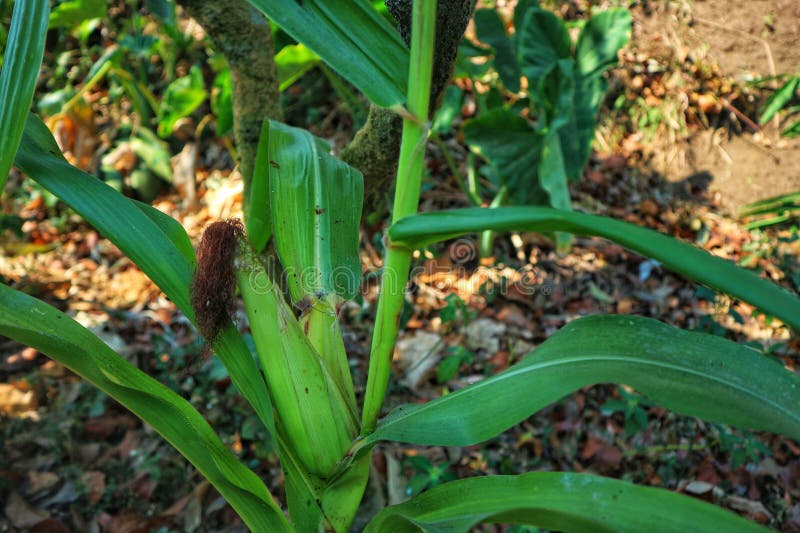 Corn Tree with Young Fruit in the Garden Stock Image - Image of forest ...
