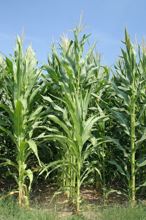 Corn trees stock image. Image of golden, blooming, health - 18284625