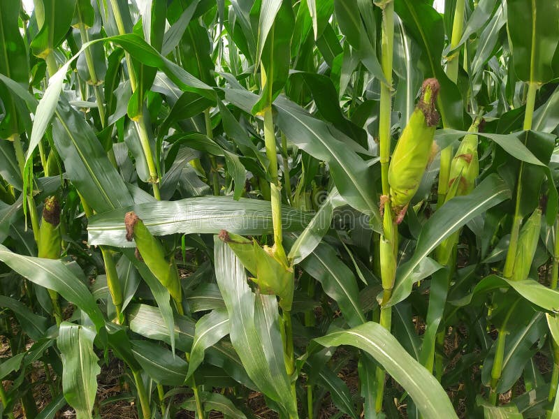 Corn Trees in the Fields are Starting To Bear Fruit Stock Image - Image ...