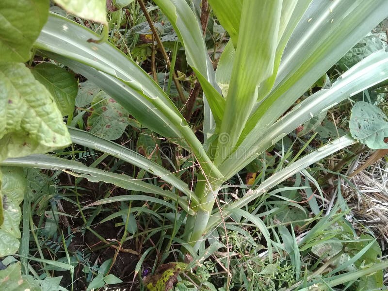 Corn Trees that Have Not yet Produced Fruit are Planted in the Field ...