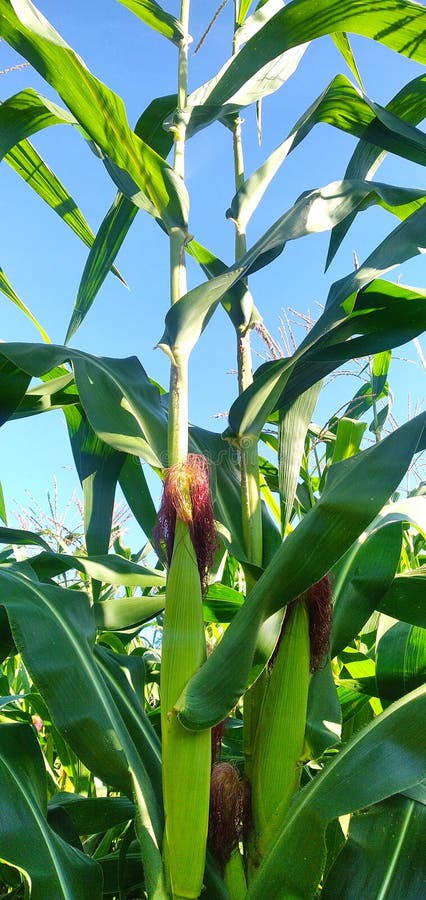 Corn Trees that Have Started To Bear Fruit are Planted for 3 Months ...