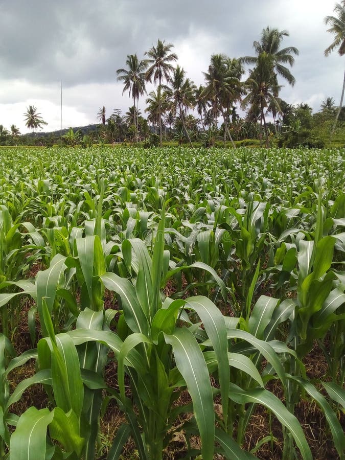 Corn Trees Planted in the Fields Have Started To Grow Big and Fertile ...