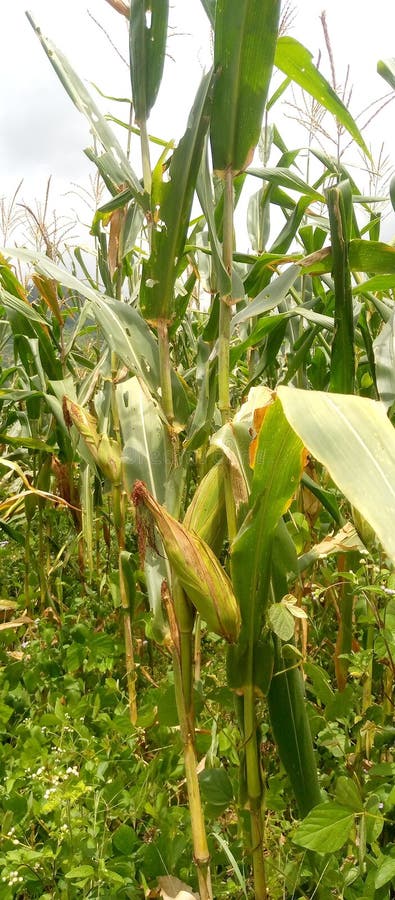 Corn Trees with Young Corn of Medium Size in the Garden Stock Image ...