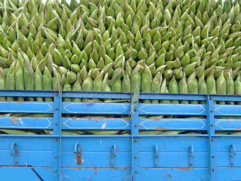 Corn Truck stock image. Image of maize, crop, husk, corn - 9850049