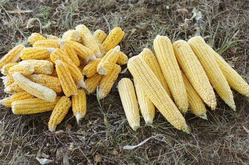 Corn stock photo. Image of corn, livestock, pile, types - 31384712