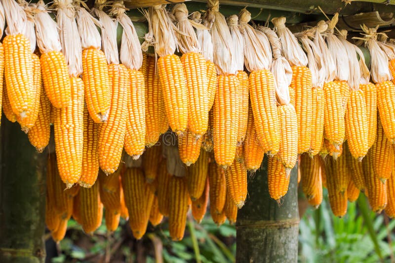 Corn under House stock image. Image of harvest, plant - 62177221