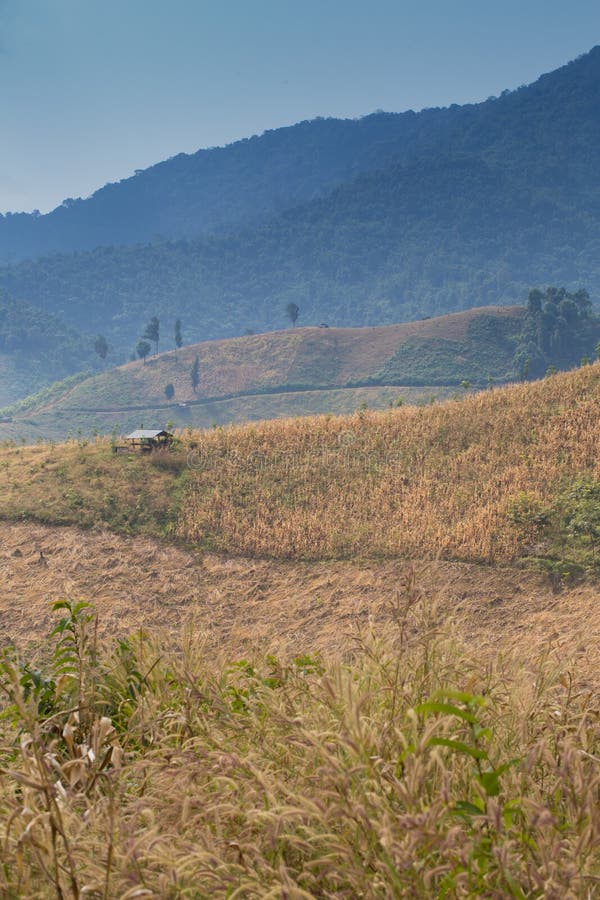 Corn valley stock photo. Image of meadow, leaf, forest - 73651520