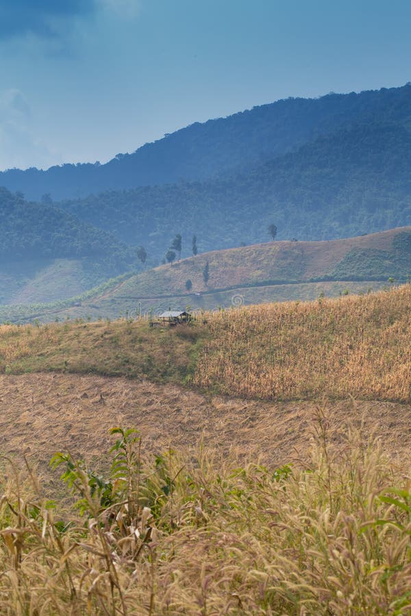 Corn valley stock photo. Image of meadow, leaf, forest - 73651520