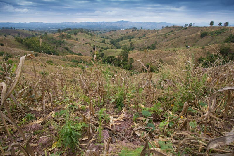 Corn valley stock image. Image of corn, field, agriculture - 74035645