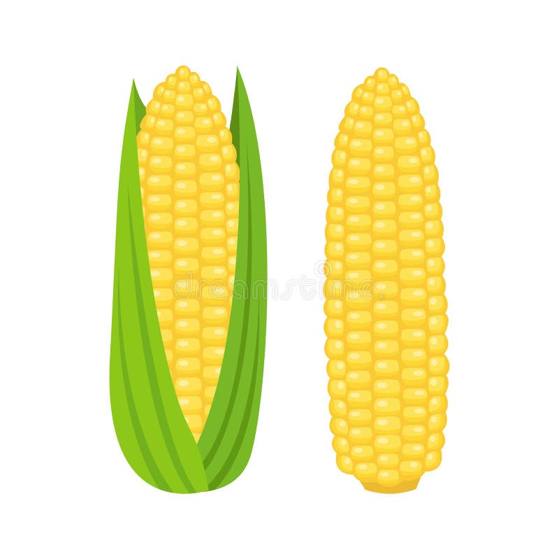 Corn Plant Roots Stock Illustrations – 105 Corn Plant Roots Stock ...
