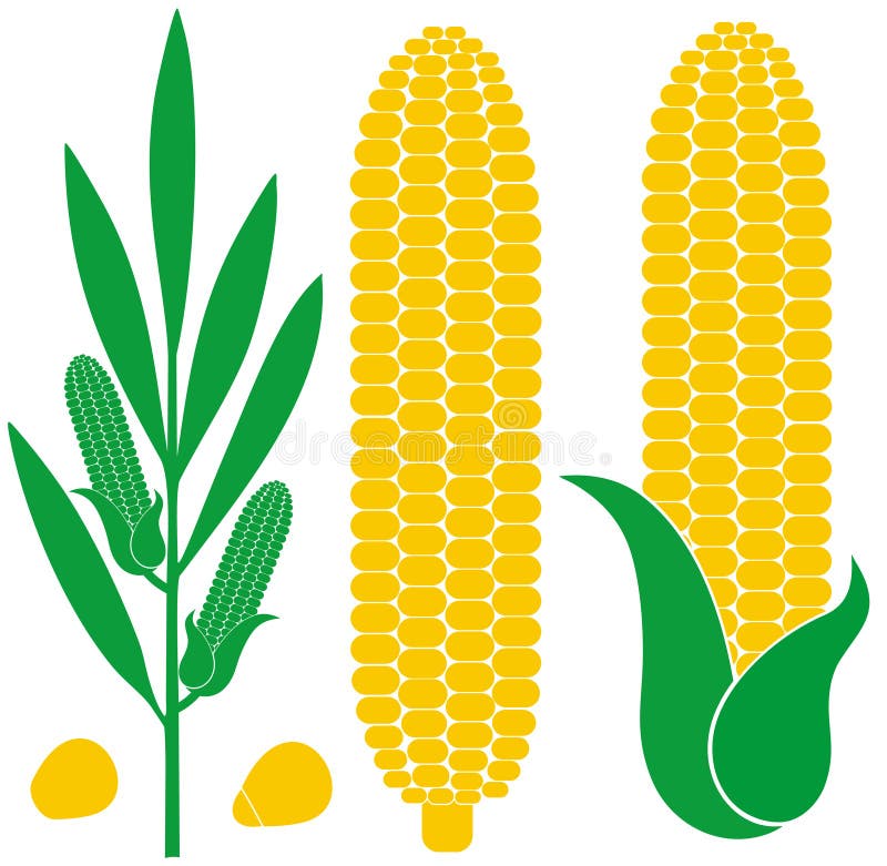 Corn Vector Stock Illustrations – 109,790 Corn Vector Stock ...