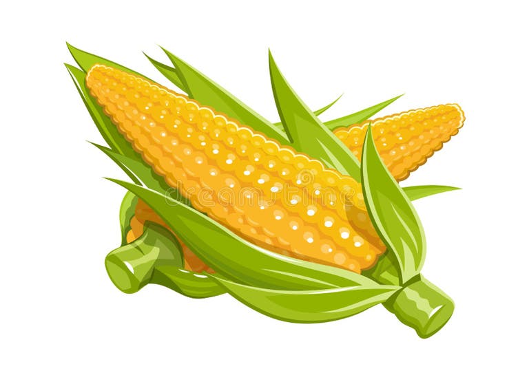 Corn Vector Stock Illustrations – 123,572 Corn Vector Stock ...