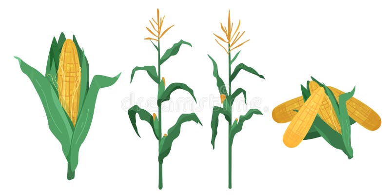 Corn Vector Illustration in Flat Cartoon Style. Maize Cob Heap, Plants ...