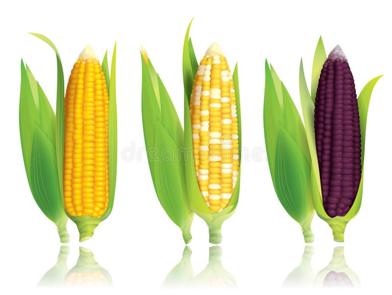 Corn Vector Stock Illustrations – 123,572 Corn Vector Stock ...