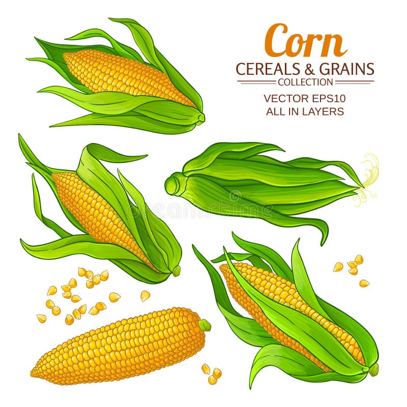 Corn vector set stock vector. Illustration of diet, organic - 176568332