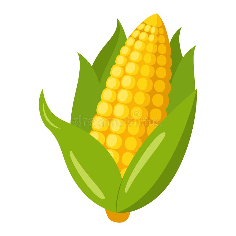 Corn Vegetable for Cooking Meals. a Bright Element Isolated on White ...