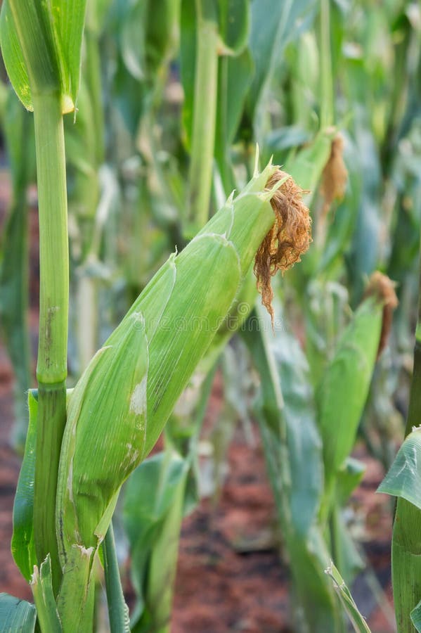 Corn Vegetable Tree on Farm Stock Image - Image of harvest, crop: 115230753