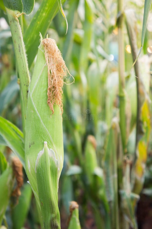Corn Vegetable Tree on Farm Stock Photo - Image of cloud, maize: 115230722