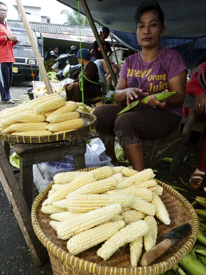 Corn editorial stock image. Image of solo, sell, commodity - 77608764