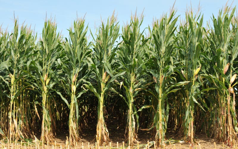 Corn stock photo. Image of crop, food, vegetable, nature - 100953446