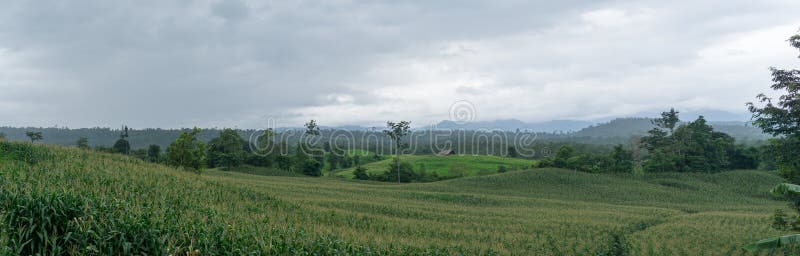 Corn Village on Mountain,Corn Farm Stock Photo - Image of hill, nature ...
