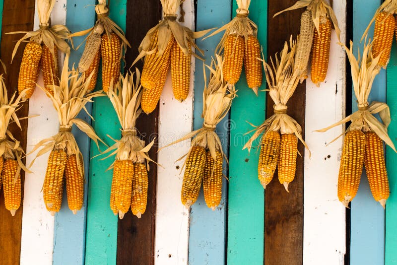 Corn on wall stock photo. Image of board, painted, stain - 28716864
