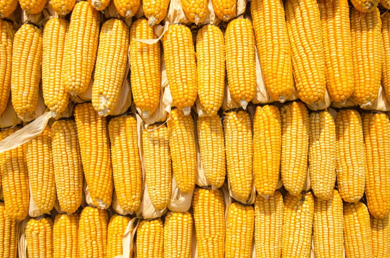 Corn Wall stock image. Image of yellow, fruit, carbohydrate - 64819081