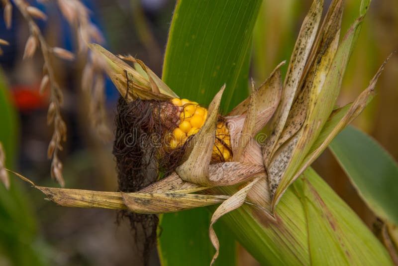 Rotting Corn Still on the Stalk Stock Photo - Image of harvest, nature ...