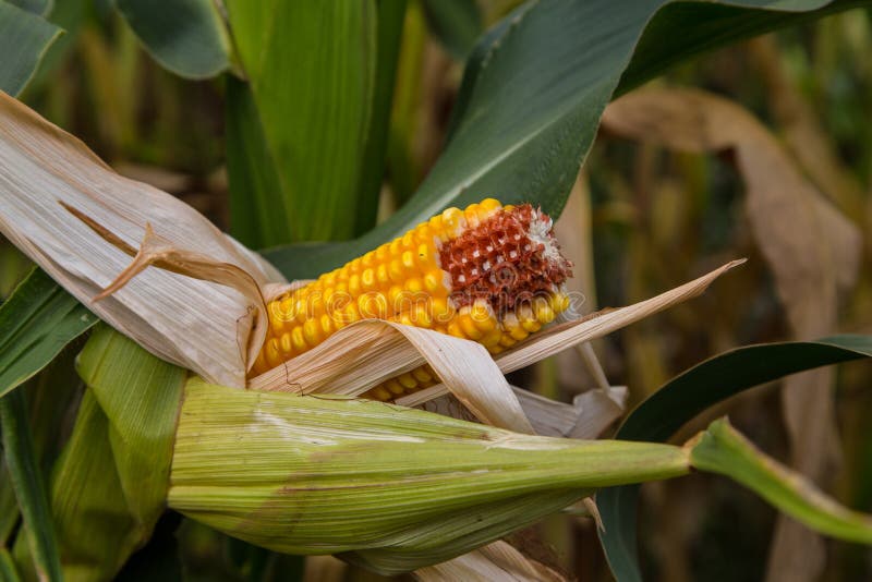 Rotting Corn Still on the Stalk Stock Image - Image of orange, october ...