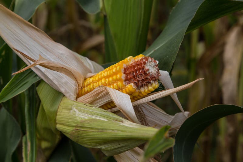 Rotting Corn Still on the Stalk Stock Photo - Image of garden, orange ...
