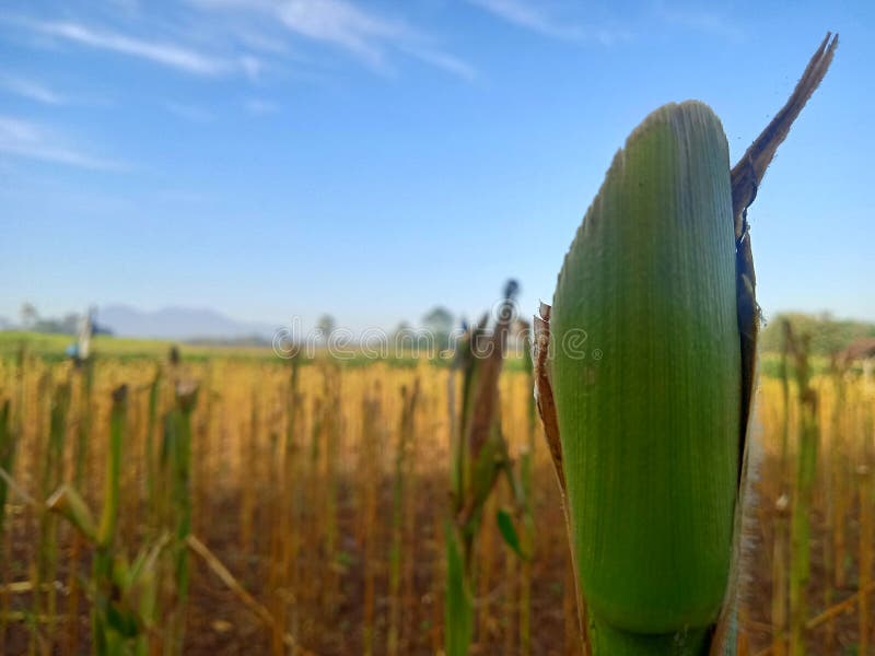 A corn waste. stock image. Image of corn, reserves, stalks - 221365627