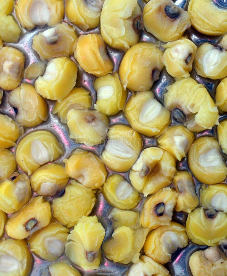 Corn in a water stock photo. Image of autumn, october - 38814762