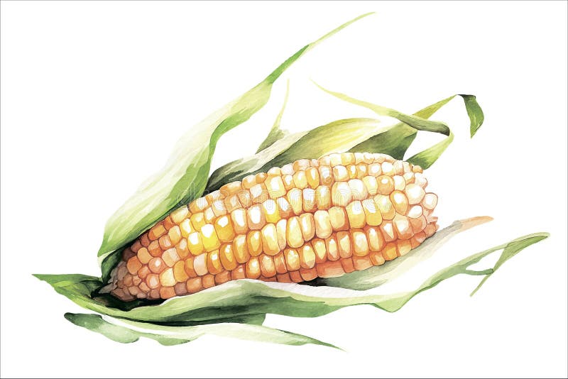 Corn Watercolor Painted Vegetables. Fresh Colorful Veggies Vector ...
