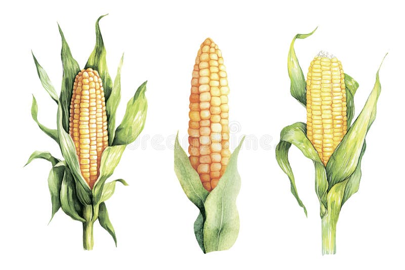 Corn Watercolor Painted Vegetables. Fresh Colorful Veggies Vector ...