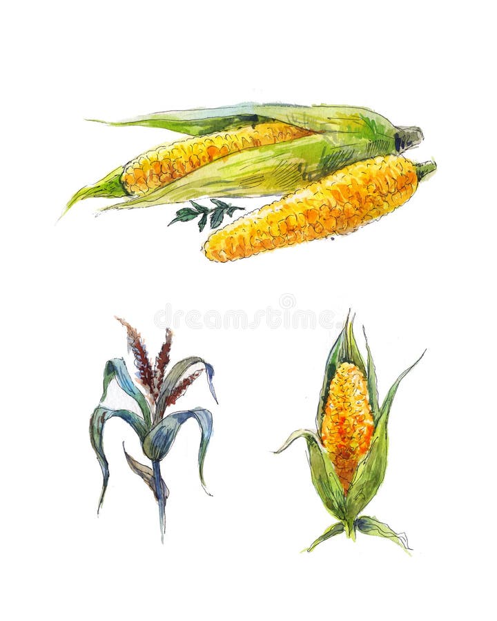 Corn watercolor poster stock vector. Illustration of food - 40845084