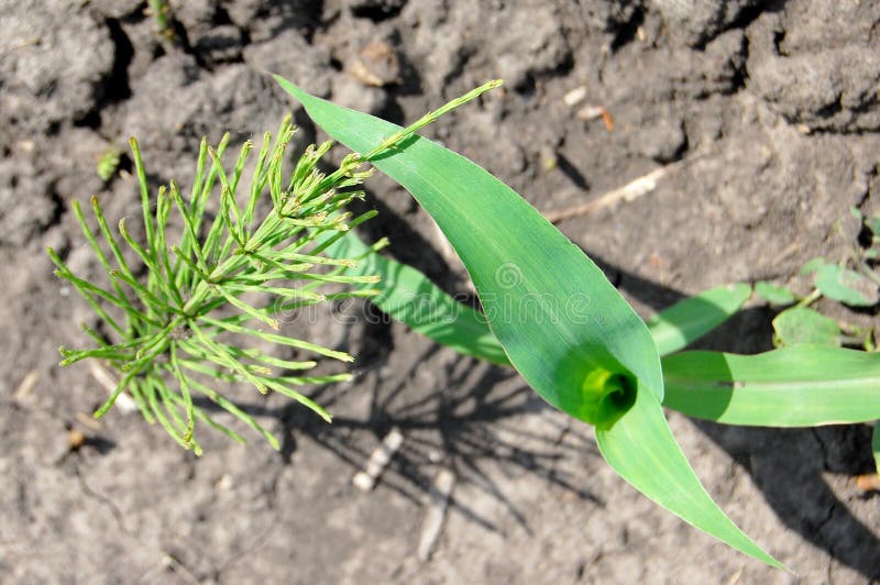Corn and weeds stock image. Image of equisetum, plants - 47472213
