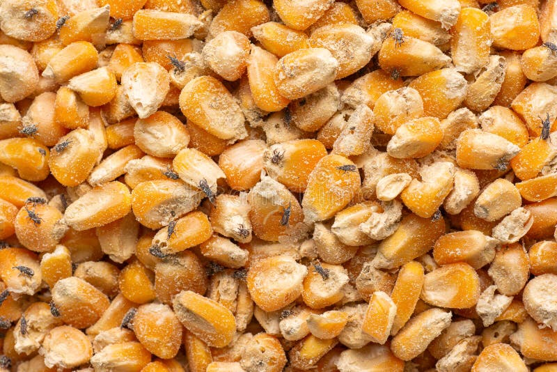 Corn Weevil, Maize Weevil Beetles ,Maize Grain Weevil, Insect Damaged ...